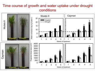 Mechanisms of adaptation to drought and waterlogging in Brachiaria grasses | PPTX