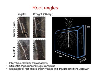Mechanisms of adaptation to drought and waterlogging in Brachiaria ...