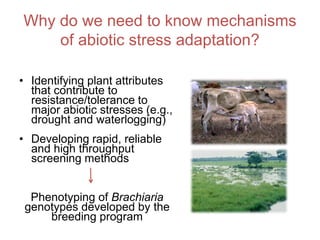 Mechanisms of adaptation to drought and waterlogging in Brachiaria ...