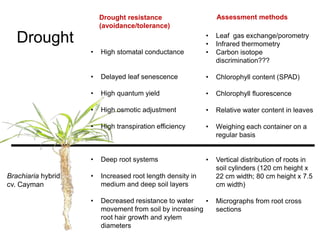 Mechanisms of adaptation to drought and waterlogging in Brachiaria grasses | PPTX