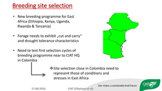 Breeding foresight workshop: Presentation by CIAT | PPTX | Agriculture ...
