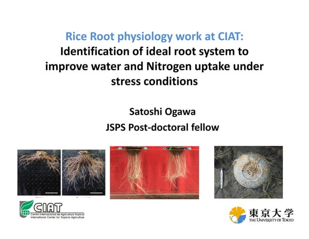 Rice Root physiology work at CIAT: Identification of ideal root system ...