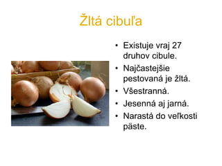 Cibula.ppt