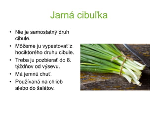 Cibula.ppt
