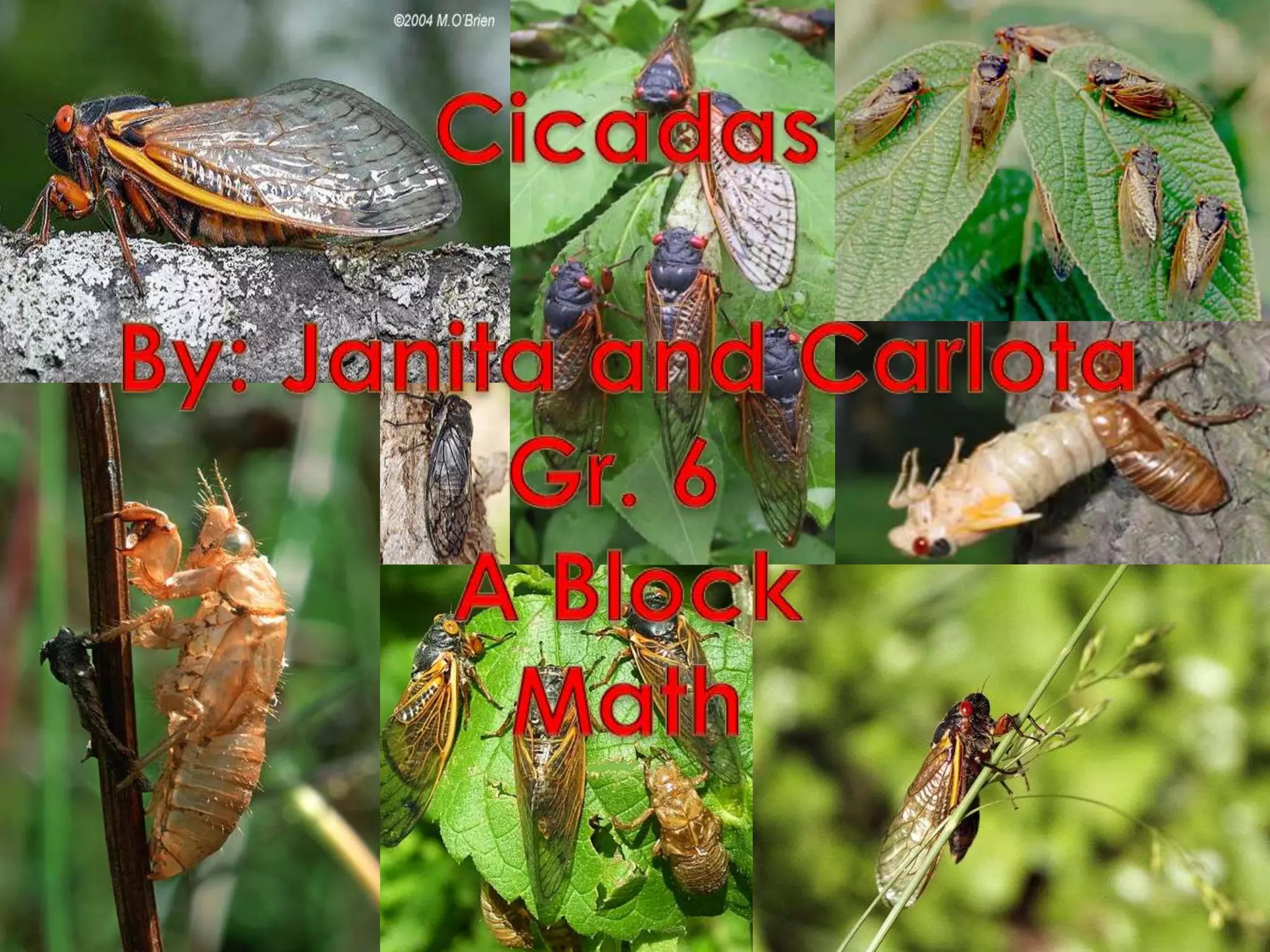 Cicadas- Math | PPT