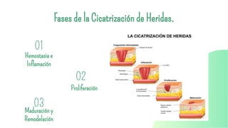 Proceso de cicatrización y sus etapas.pdf