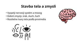 Prof. d Dr. Daniel Zajoncz-Csóka Cicavce | PPTX