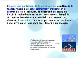 Cicle cel·lular | PPT