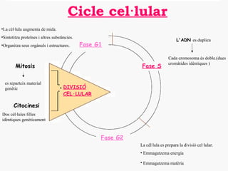 Cicle cel·lular | PPT