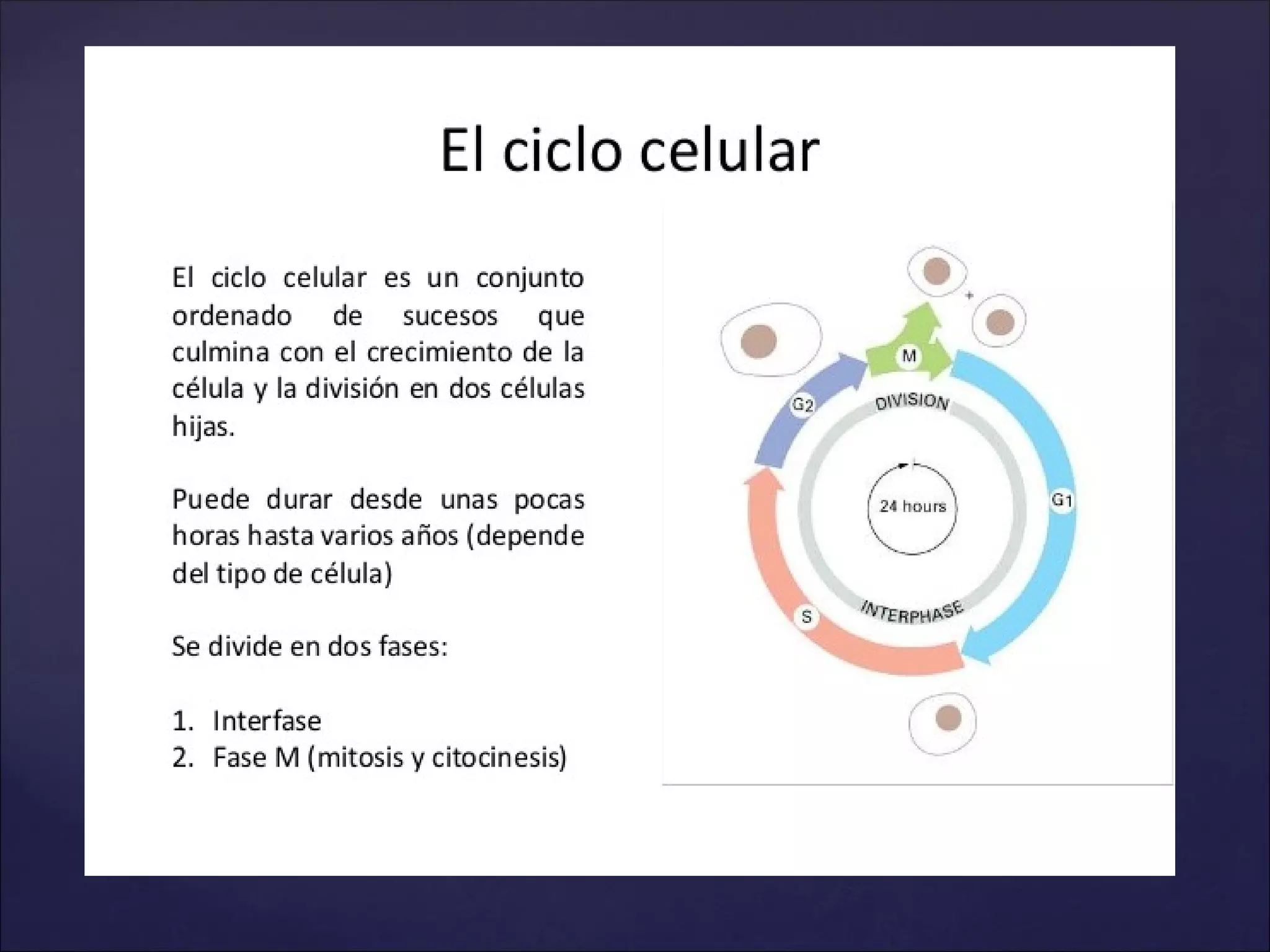 Ciclo Celular, Mitosis y Meiosis (Prof. Jimena Lens) | PPT