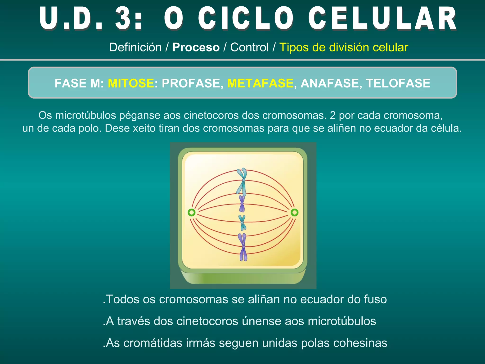 Ciclo celular | PPT