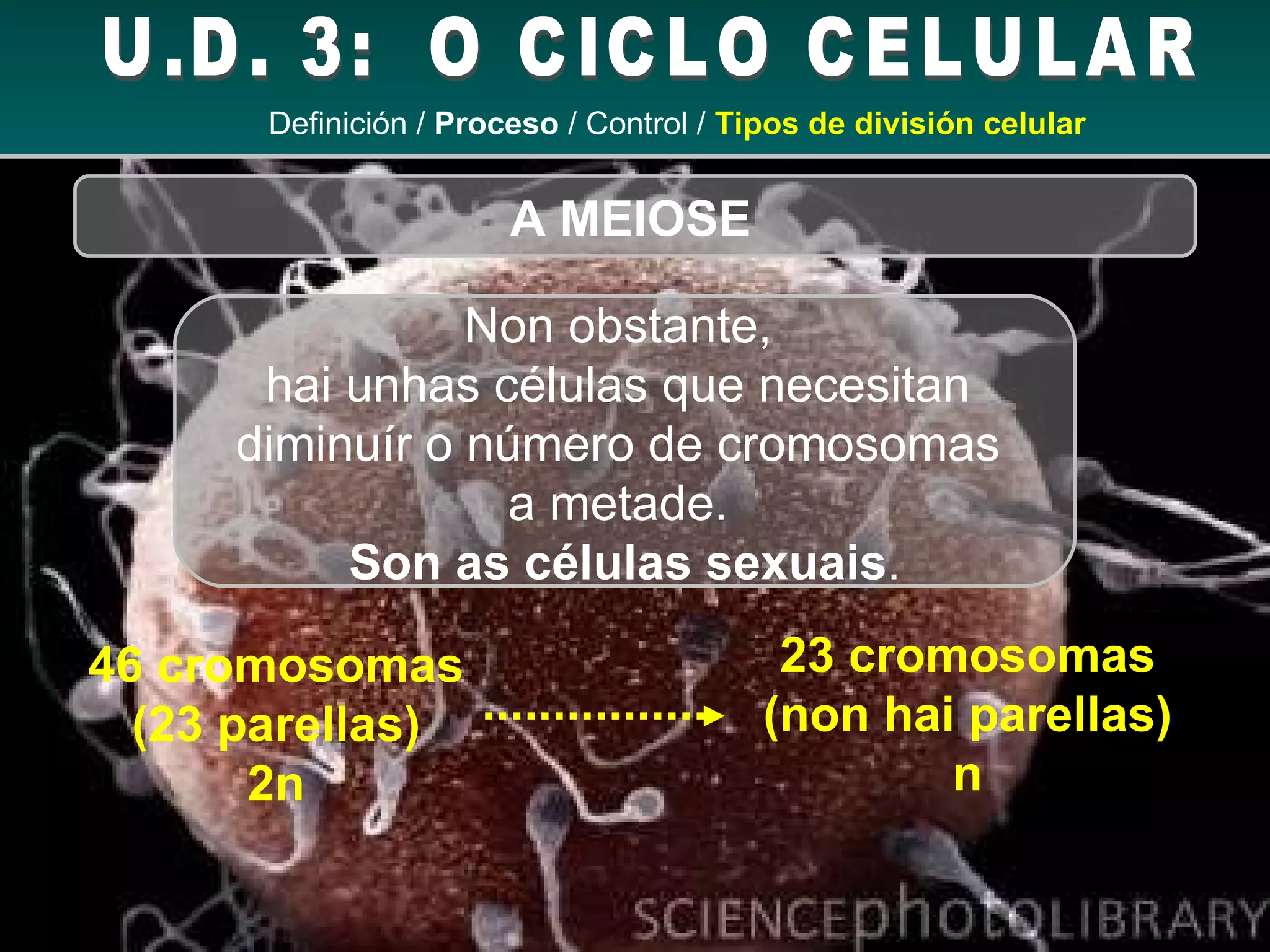 Ciclo celular | PPT