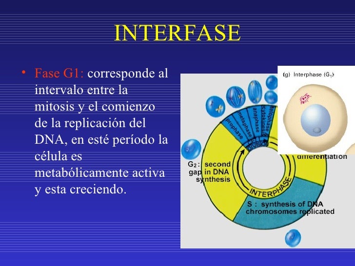 Interfase: Saiba O Que É, Etapas, Características – DKRISP