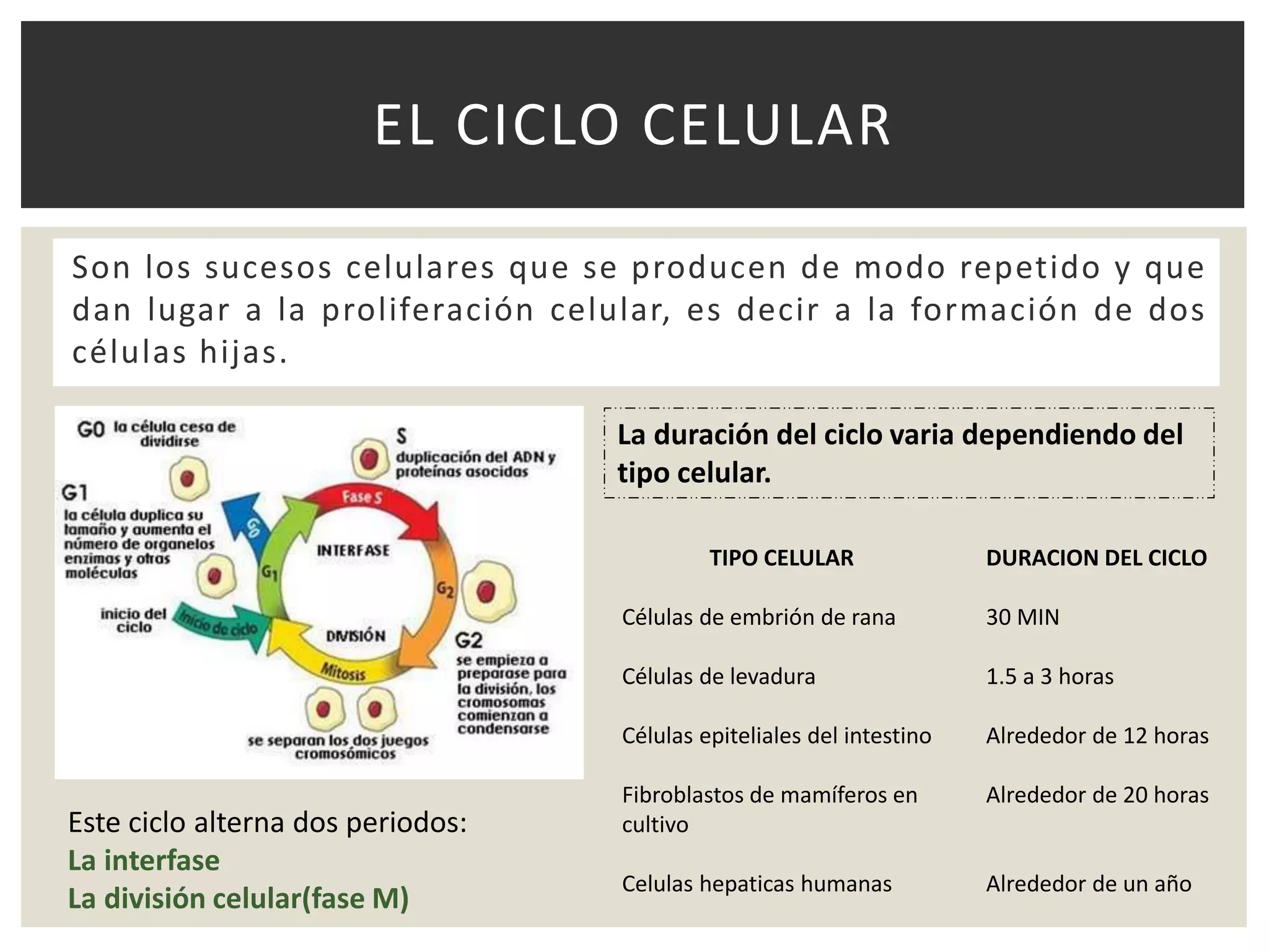 Ciclo celular | PPT
