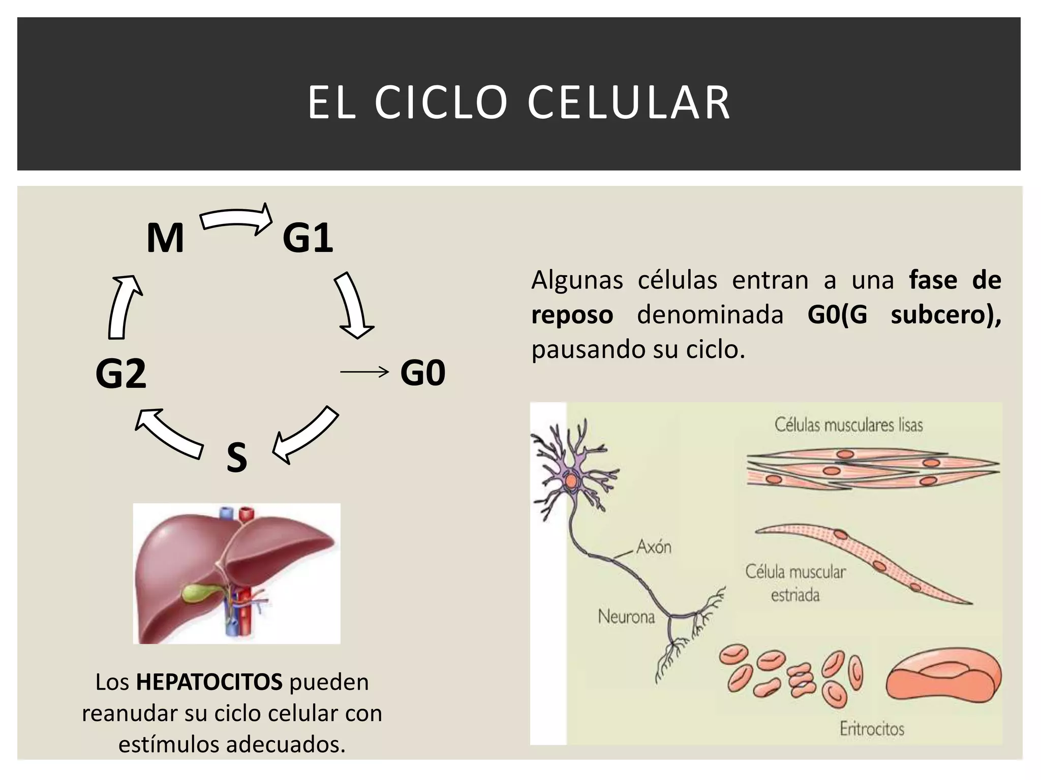 Ciclo celular | PPTX