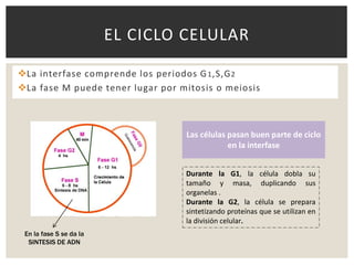 Ciclo celular | PPTX