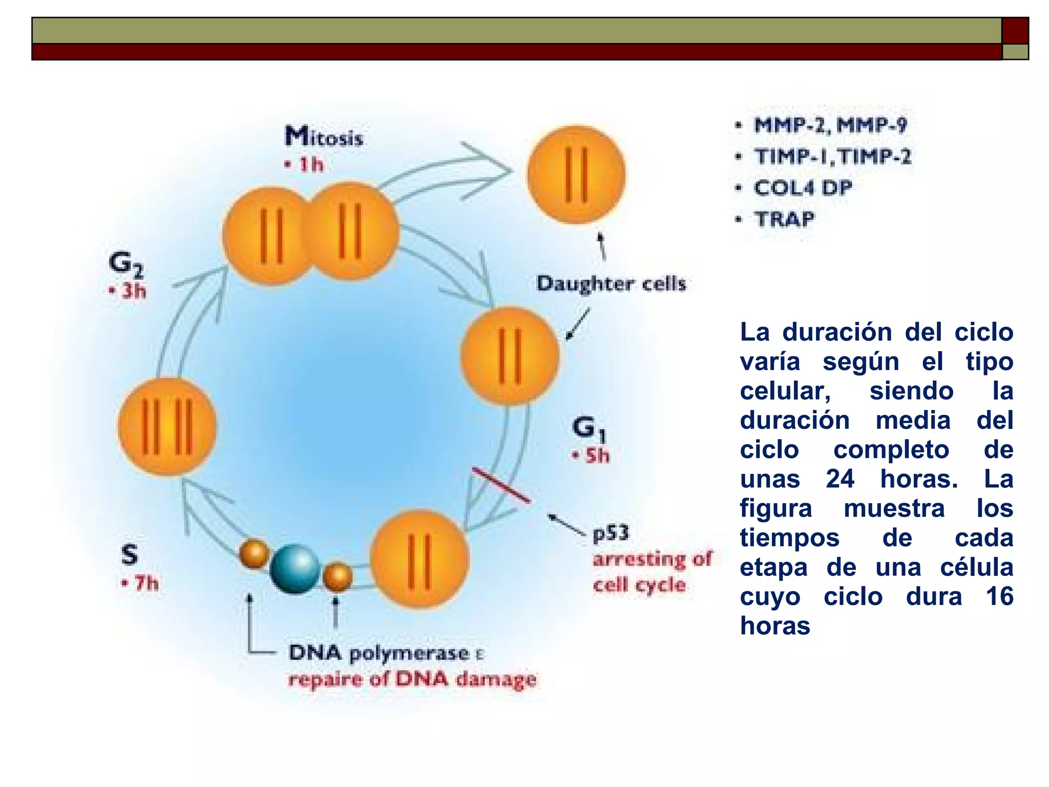 Ciclo Celular Y Mitosis | PPT
