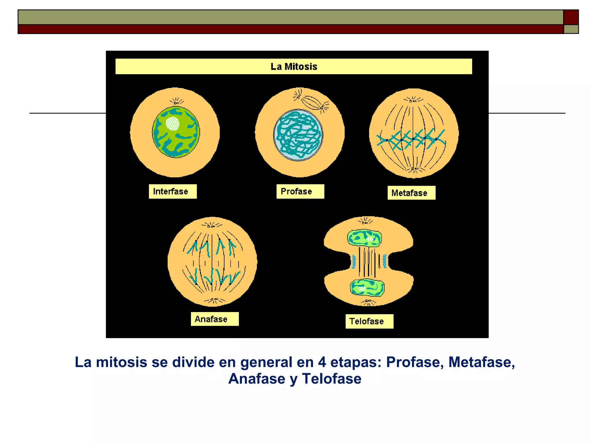 Ciclo Celular Y Mitosis | PPT