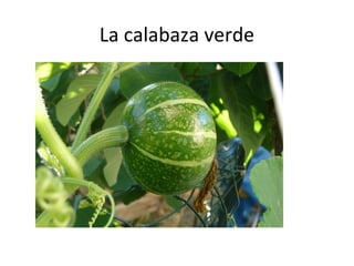 Ciclo de-calabaza | PPT