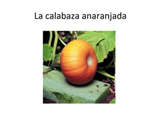 Ciclo de-calabaza | PPT