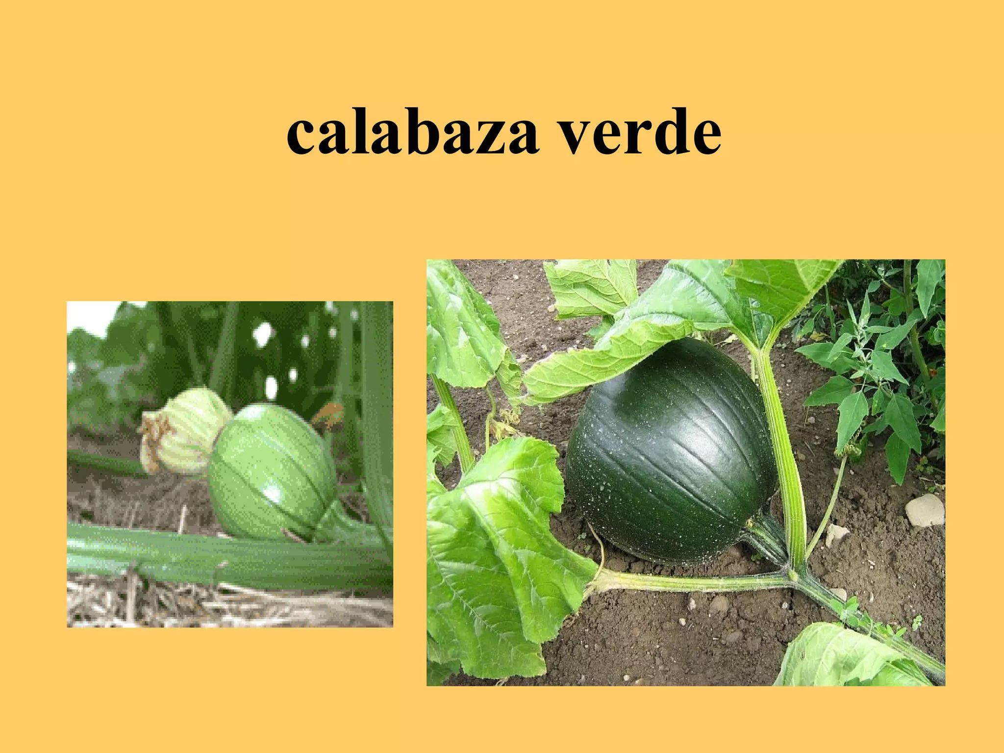 Ciclo De La Calabaza | PPT
