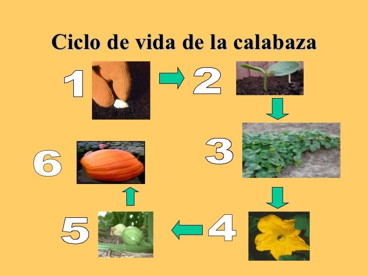 Hoja De Trabajo Sobre El Ciclo De Vida De La Calabaza Partes De Una