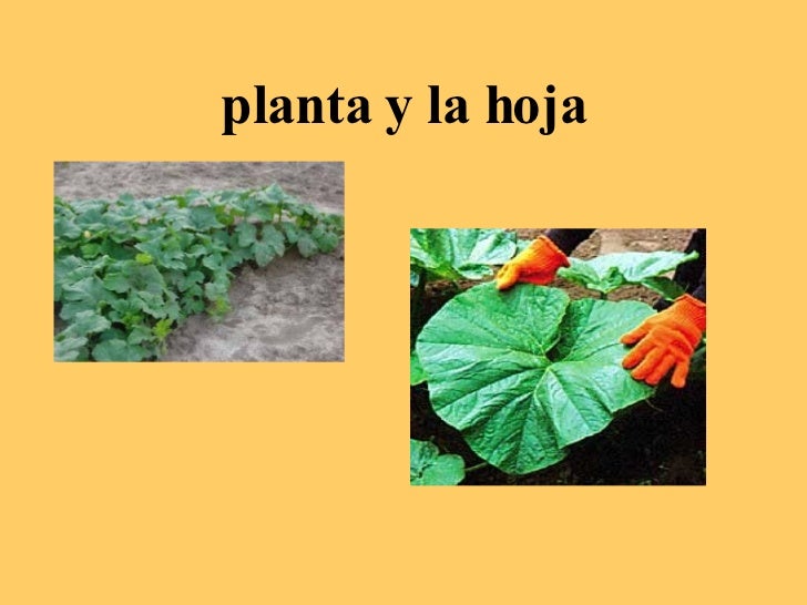 Hoja De Trabajo Sobre El Ciclo De Vida De La Calabaza Partes De Una