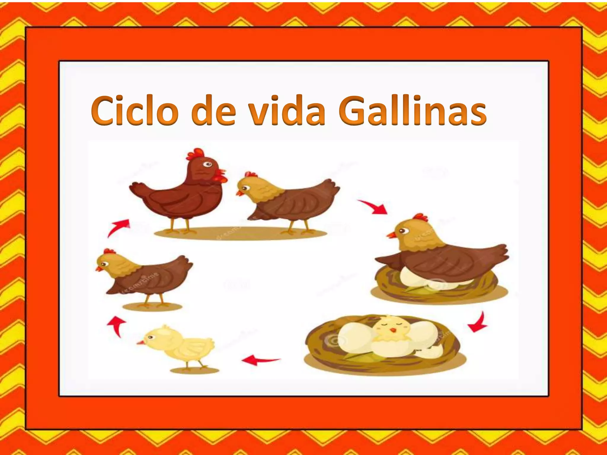 CICLO-DE-VIDA-SERES-VIVOS.pptx