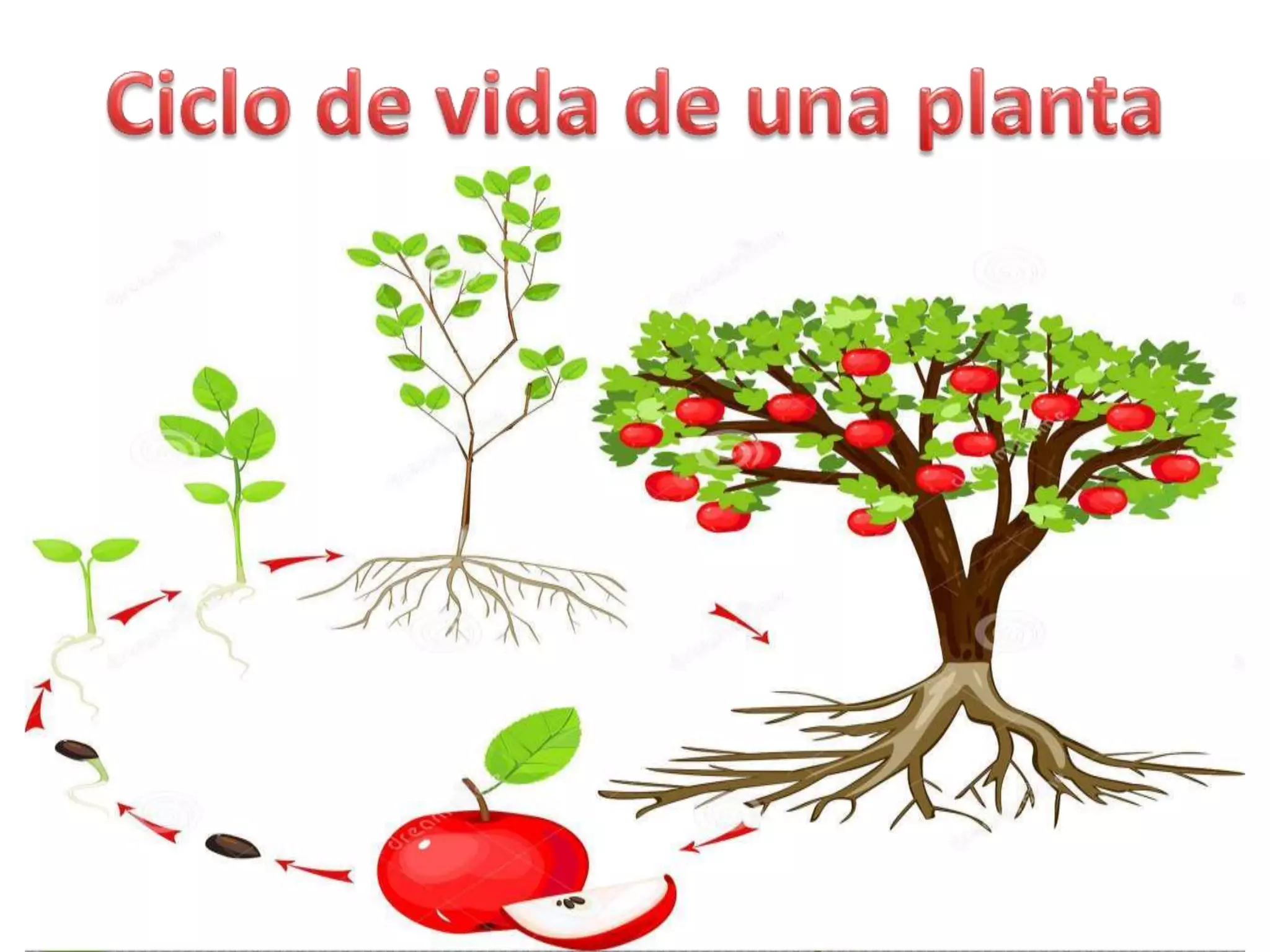 CICLO-DE-VIDA-SERES-VIVOS.pptx