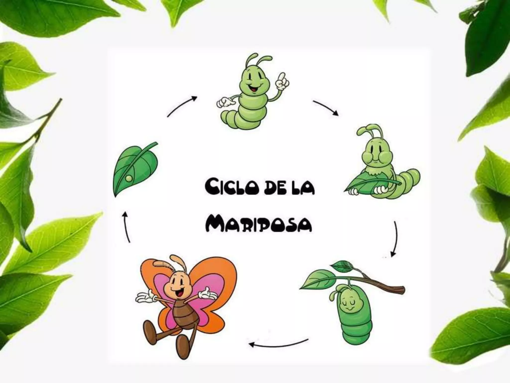 CICLO-DE-VIDA-SERES-VIVOS.pptx