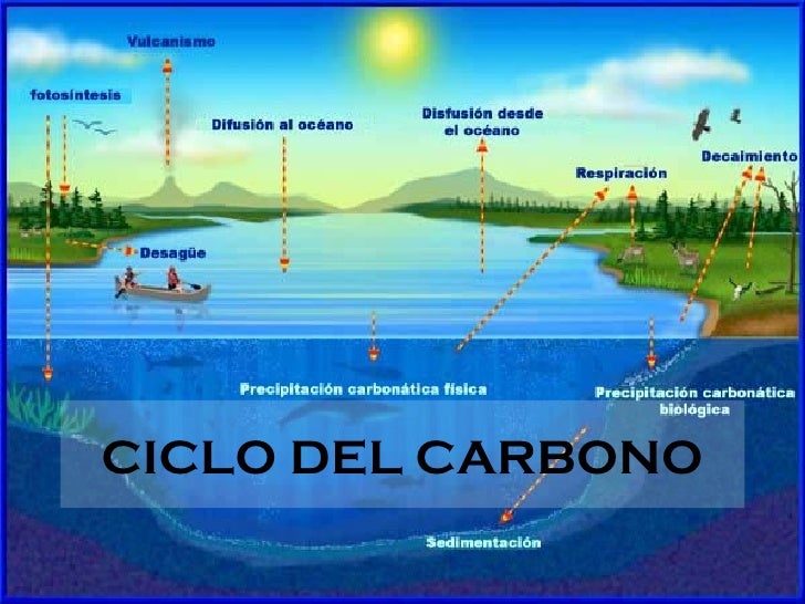 CICLO DEL CARBONO ~ Ciclos biogeoquímicos