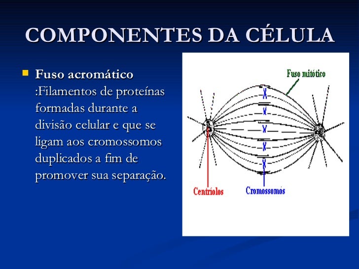 Ciclo E DivisãO Celular Mitose