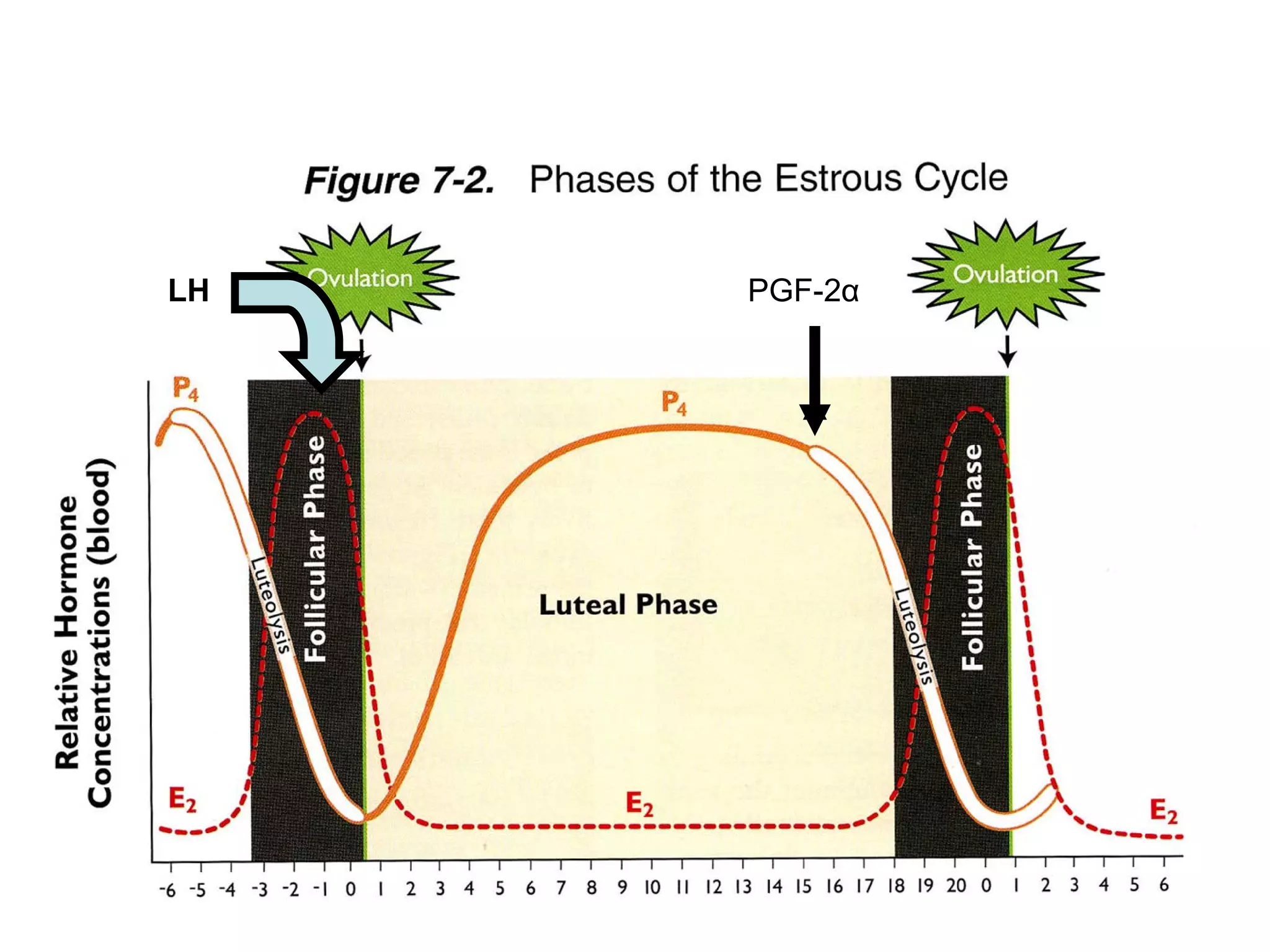 Ciclo Estral Varias Especies | PPT