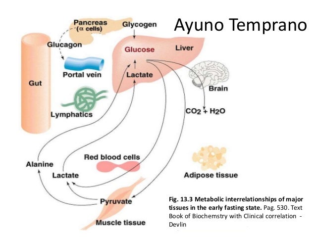 Ciclo ayuno - alimentacion