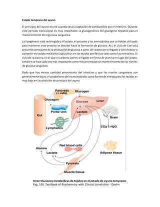 Ciclo ayuno alimentación | DOCX