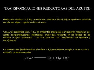 Ciclo azufre | PPTX