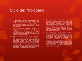 Ciclo biogeoquimicos dv | PDF