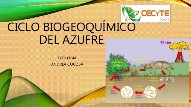 Ciclo biogeoquímico del azufre