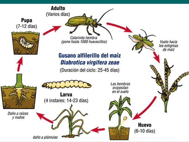 Ciclo biológico algunos insectos plagas iala