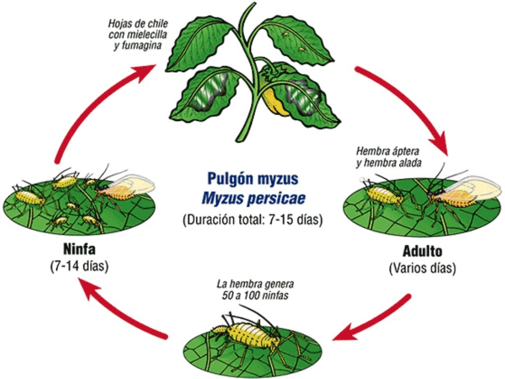 Ciclo biológico algunos insectos plagas iala
