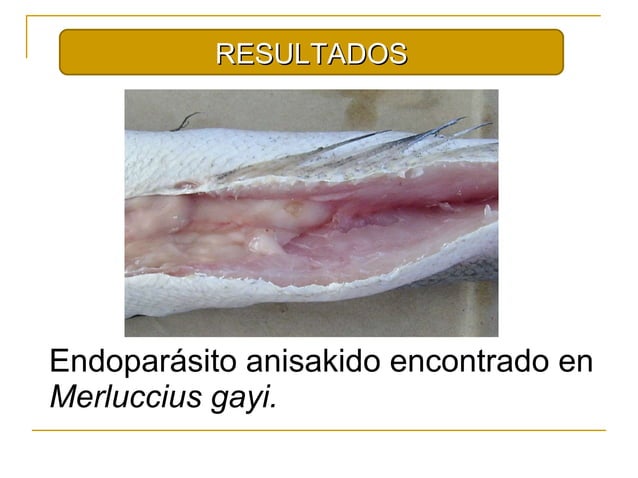 Ciclo biologico de endoparásitos de la merluza | PPT