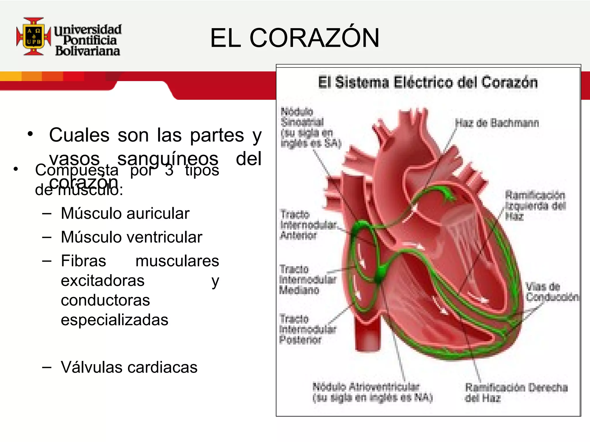 Ciclo cardiaco | PPT