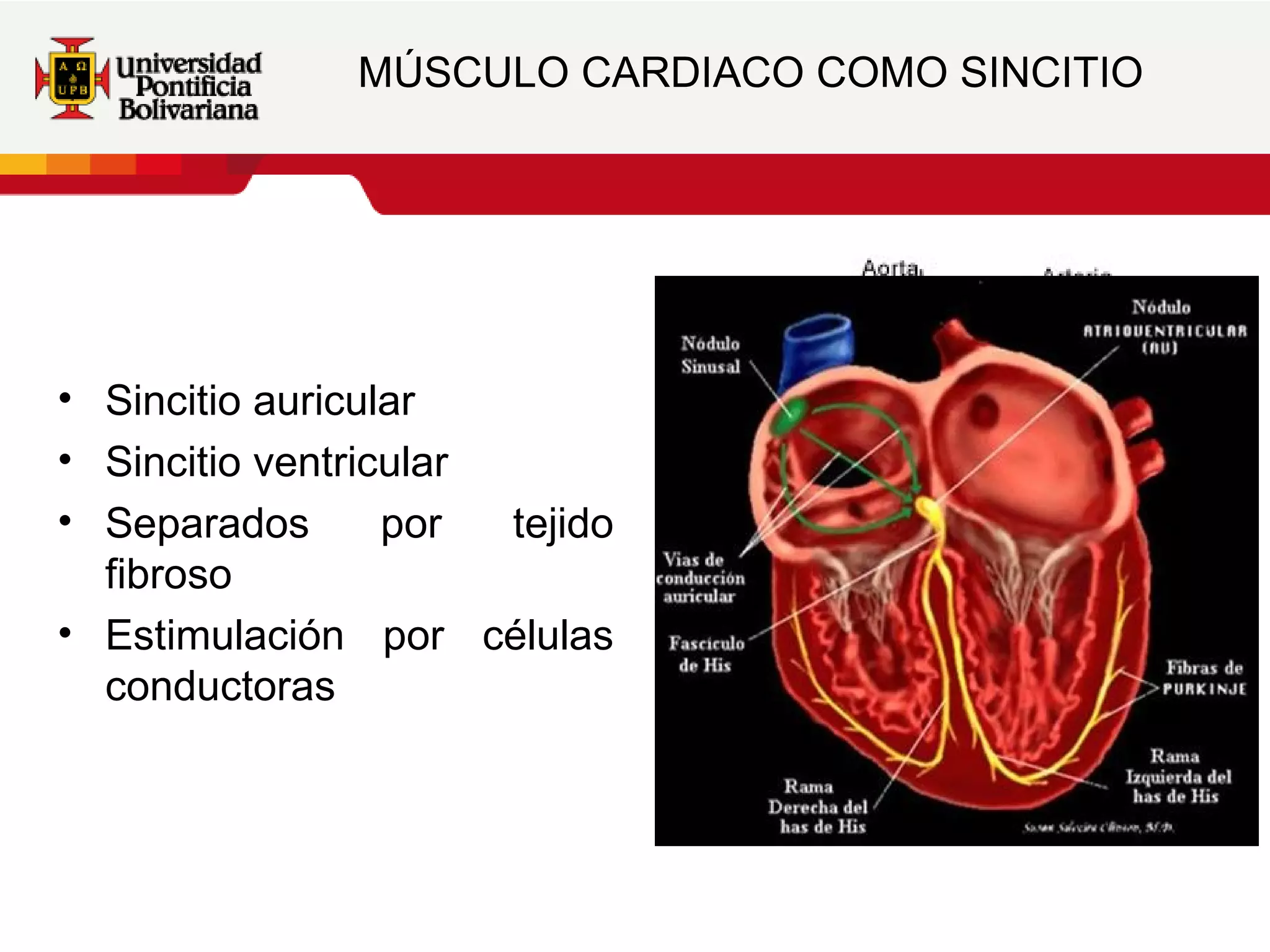 Ciclo cardiaco | PPT