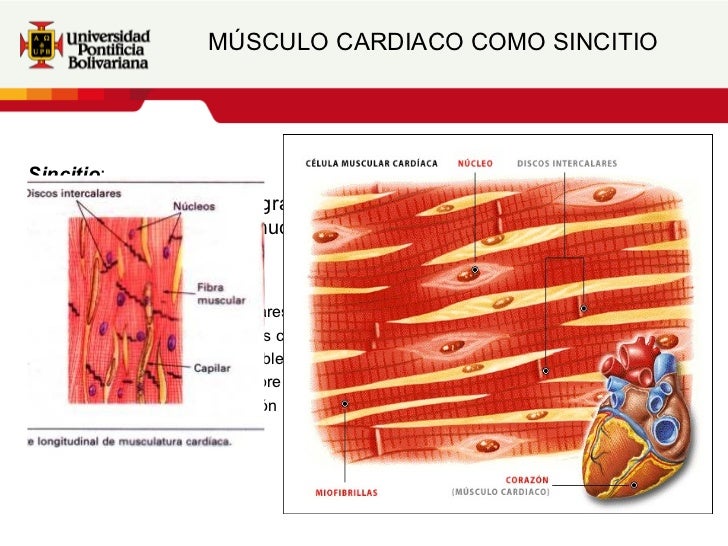 Ciclo cardiaco