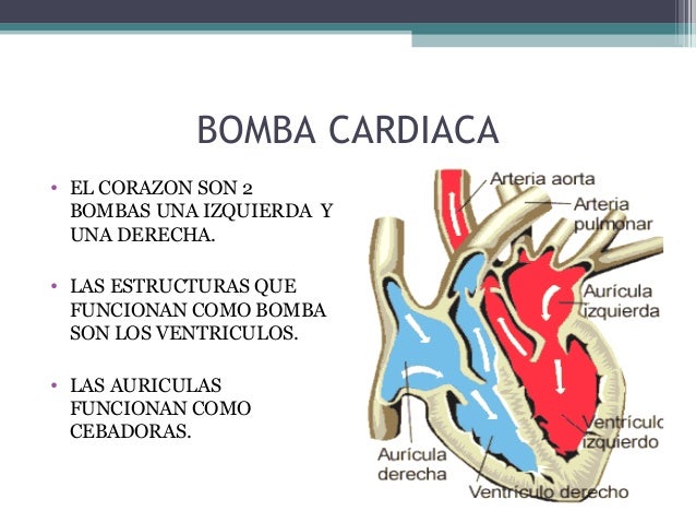 Ciclo cardiaco