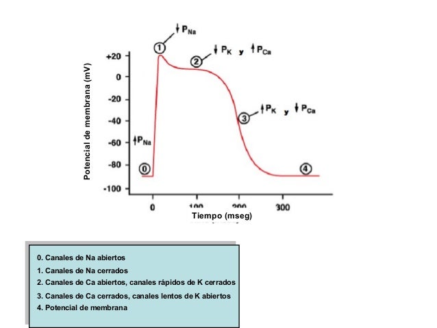 Ciclo cardiaco