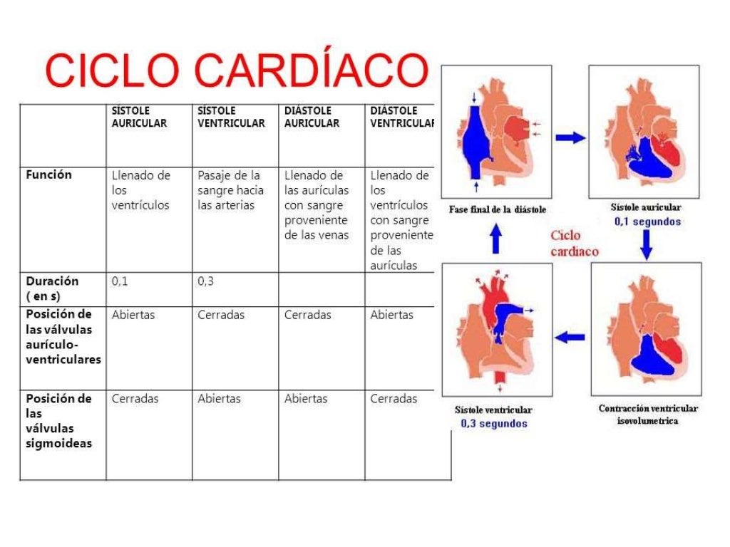 Ciclo cardiaco
