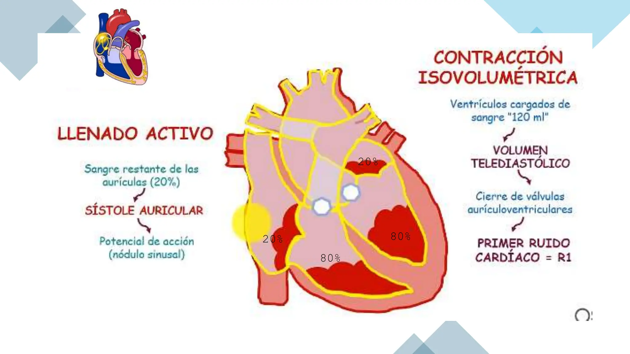 CICLO CARDIACO DEL CORAZON FASES Y EVENTOS | PPTX | Heart and ...