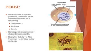 Ciclo celular mitosis y meiosis | PPTX