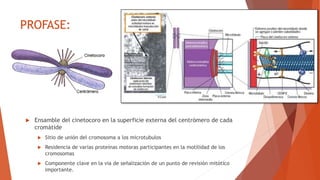 Ciclo celular mitosis y meiosis | PPTX